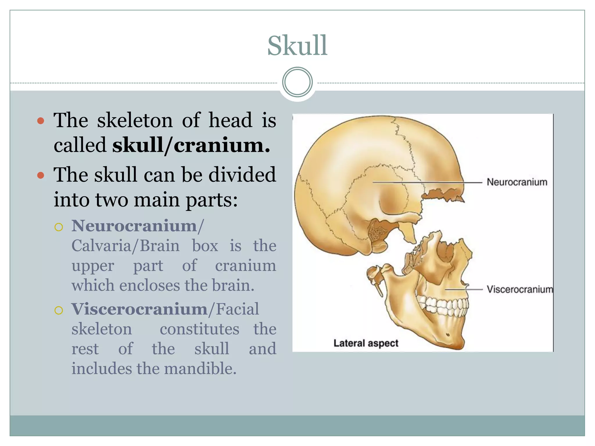 Head and neck introduction and osteology part 1 | PDF