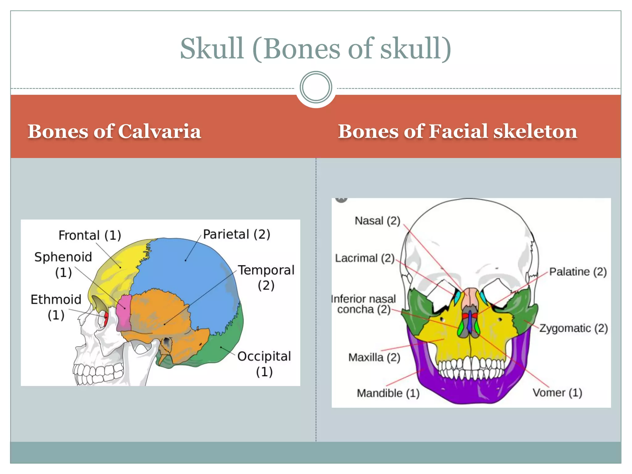 Head and neck introduction and osteology part 1 | PDF