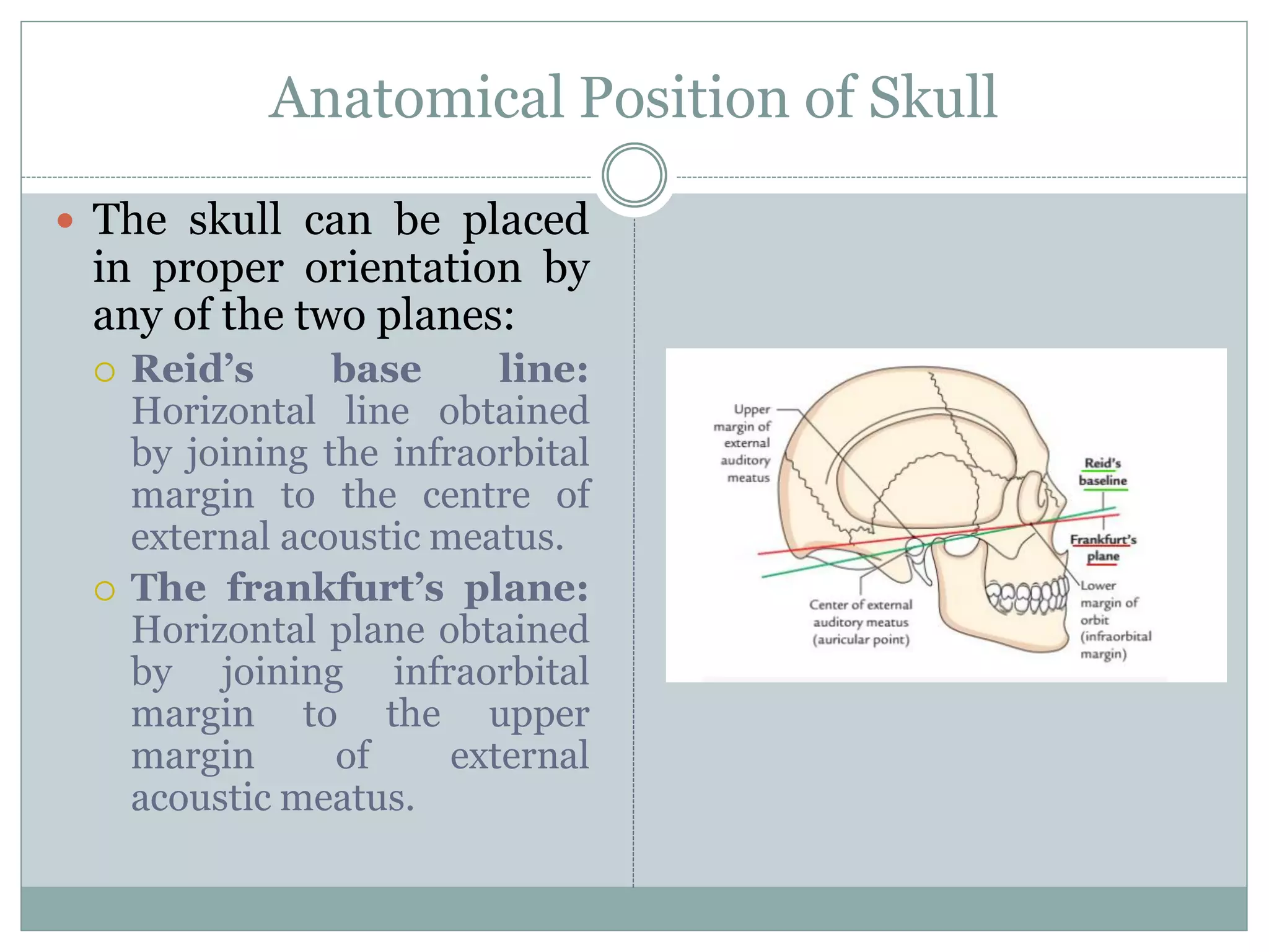 Head and neck introduction and osteology part 1 | PDF