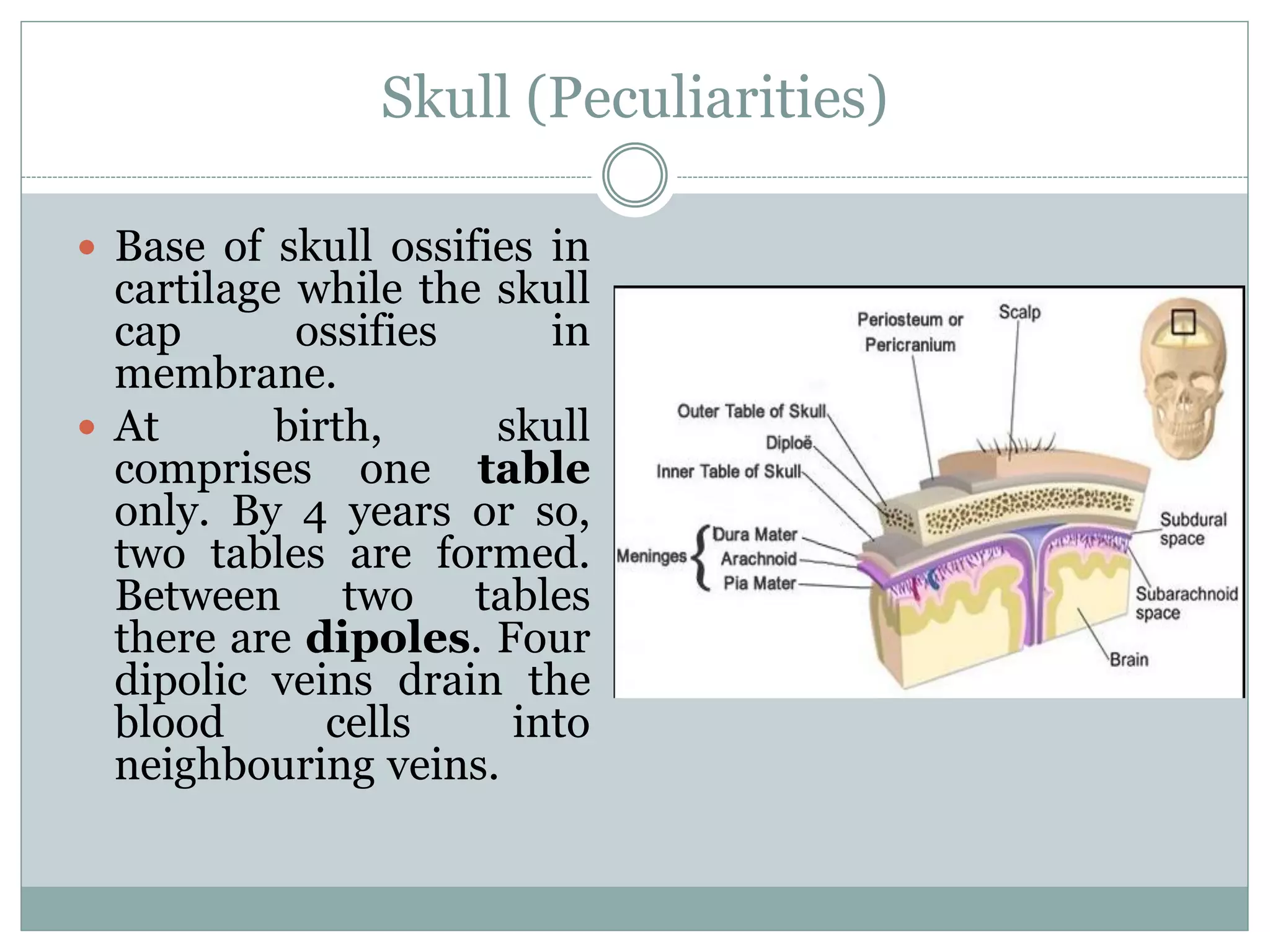 Head and neck introduction and osteology part 1 | PDF