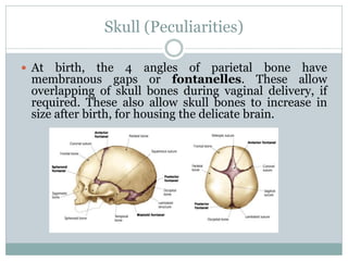 Head and neck introduction and osteology part 1 | PDF