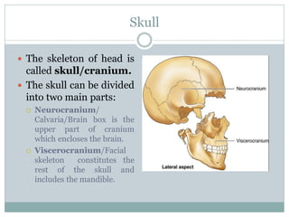Head and neck introduction and osteology part 1 | PDF
