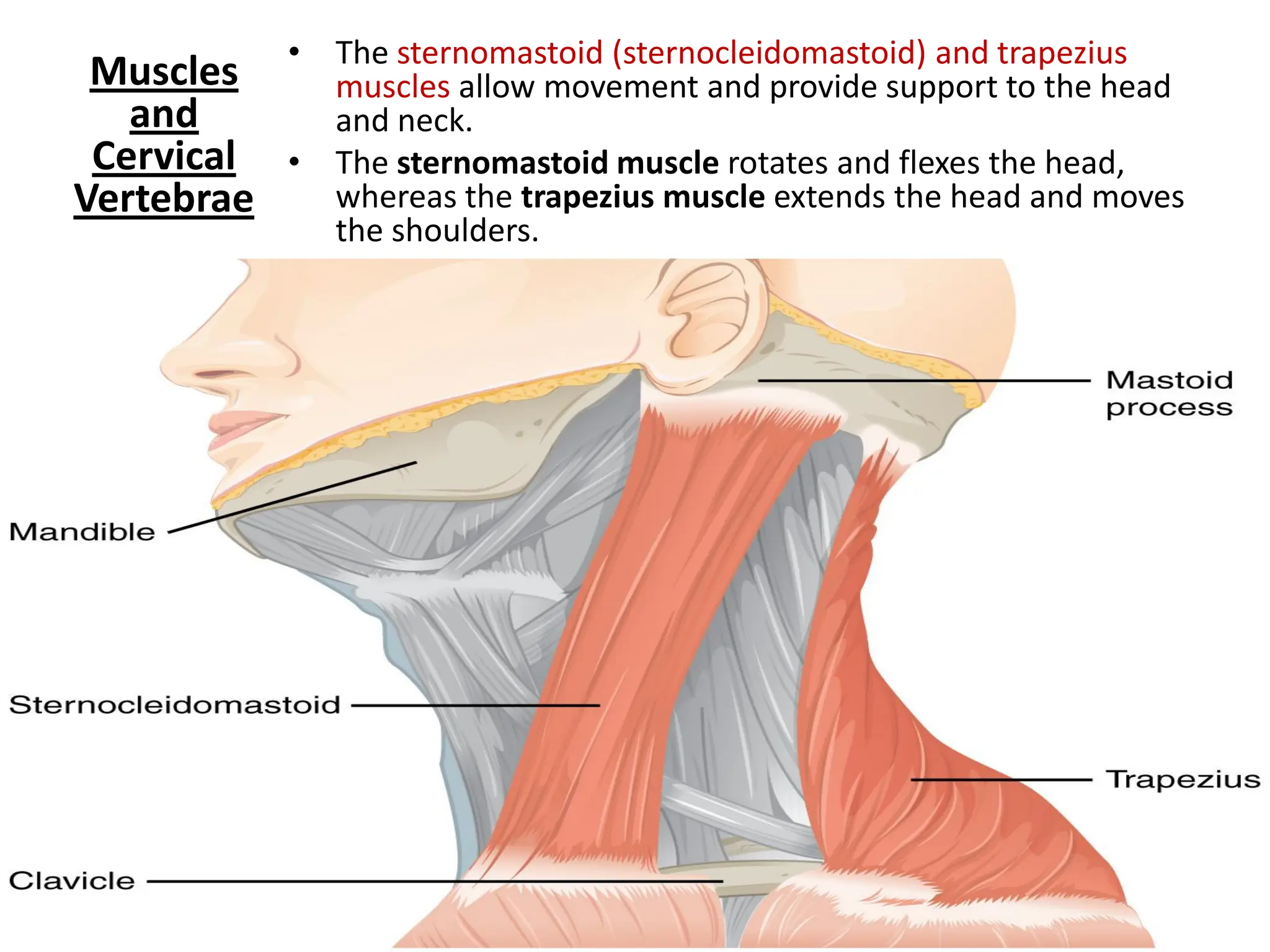 Head and Neck Lecture.pdf head and neck asses | PDF