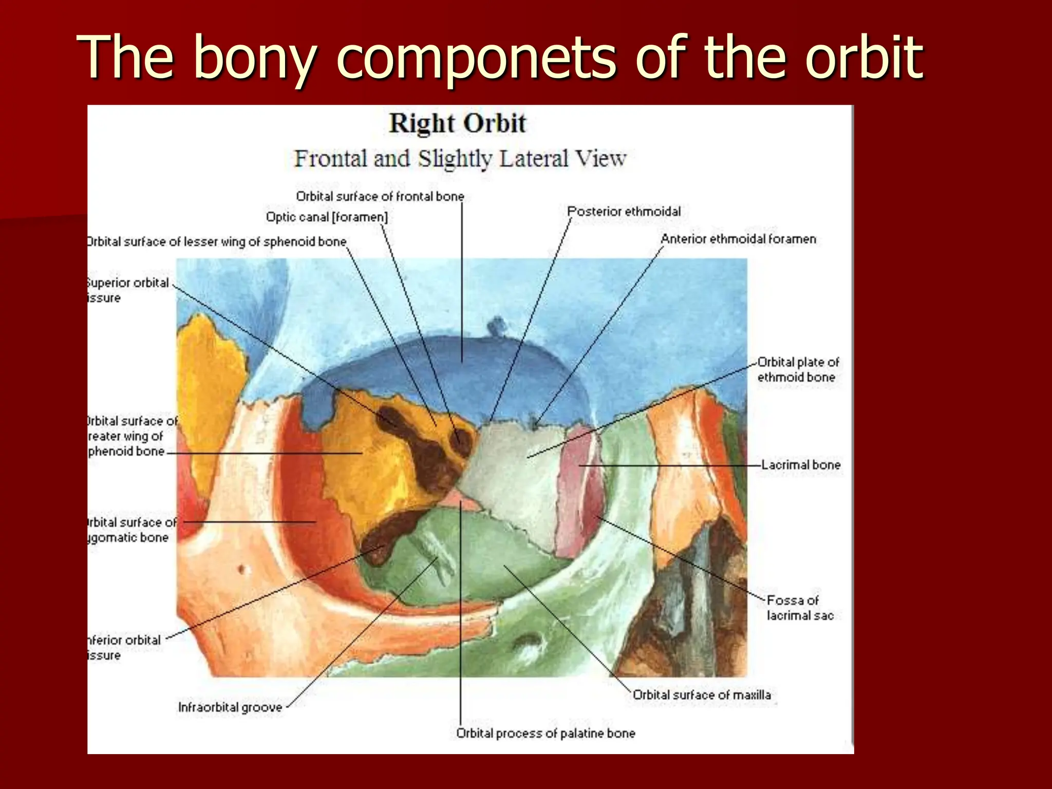 Anatomy of the HEAD AND NECK lecture 1.ppt