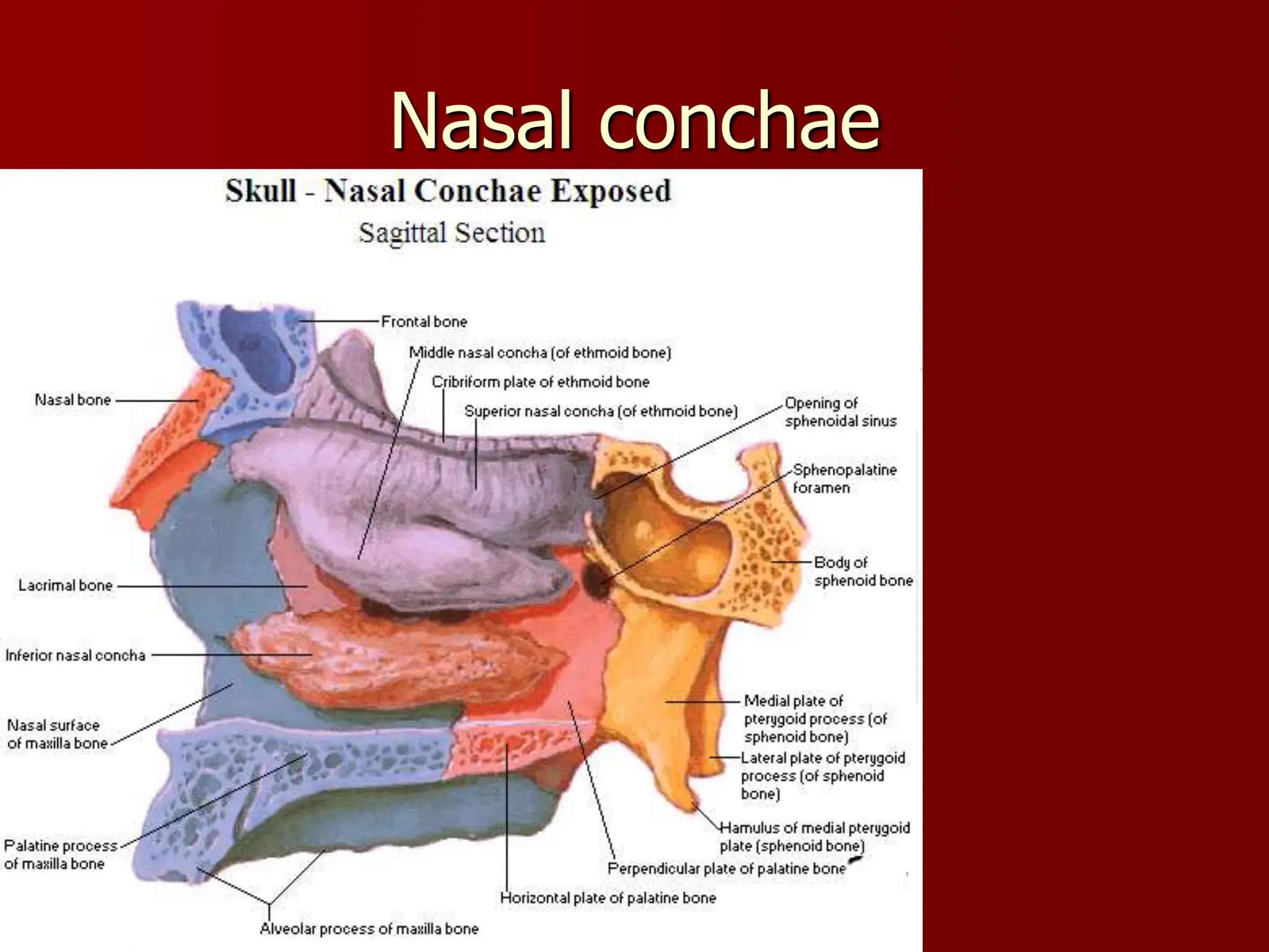Anatomy of the HEAD AND NECK lecture 1.ppt