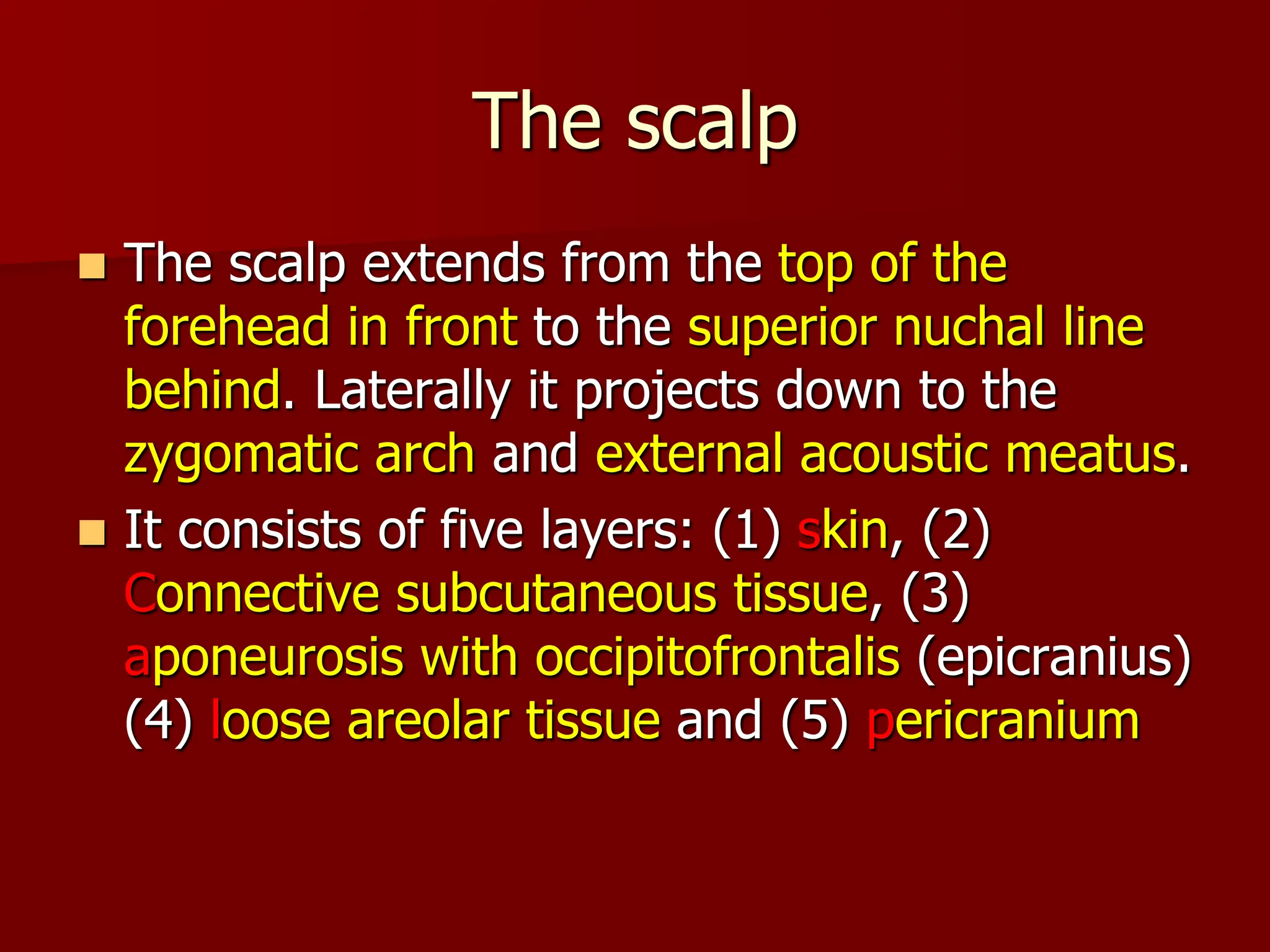 Anatomy of the HEAD AND NECK lecture 1.ppt