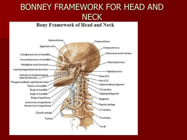 Anatomy of the HEAD AND NECK lecture 1.ppt | Death, Injury, or Military ...