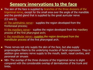 Anatomy of the HEAD AND NECK lecture 1.ppt