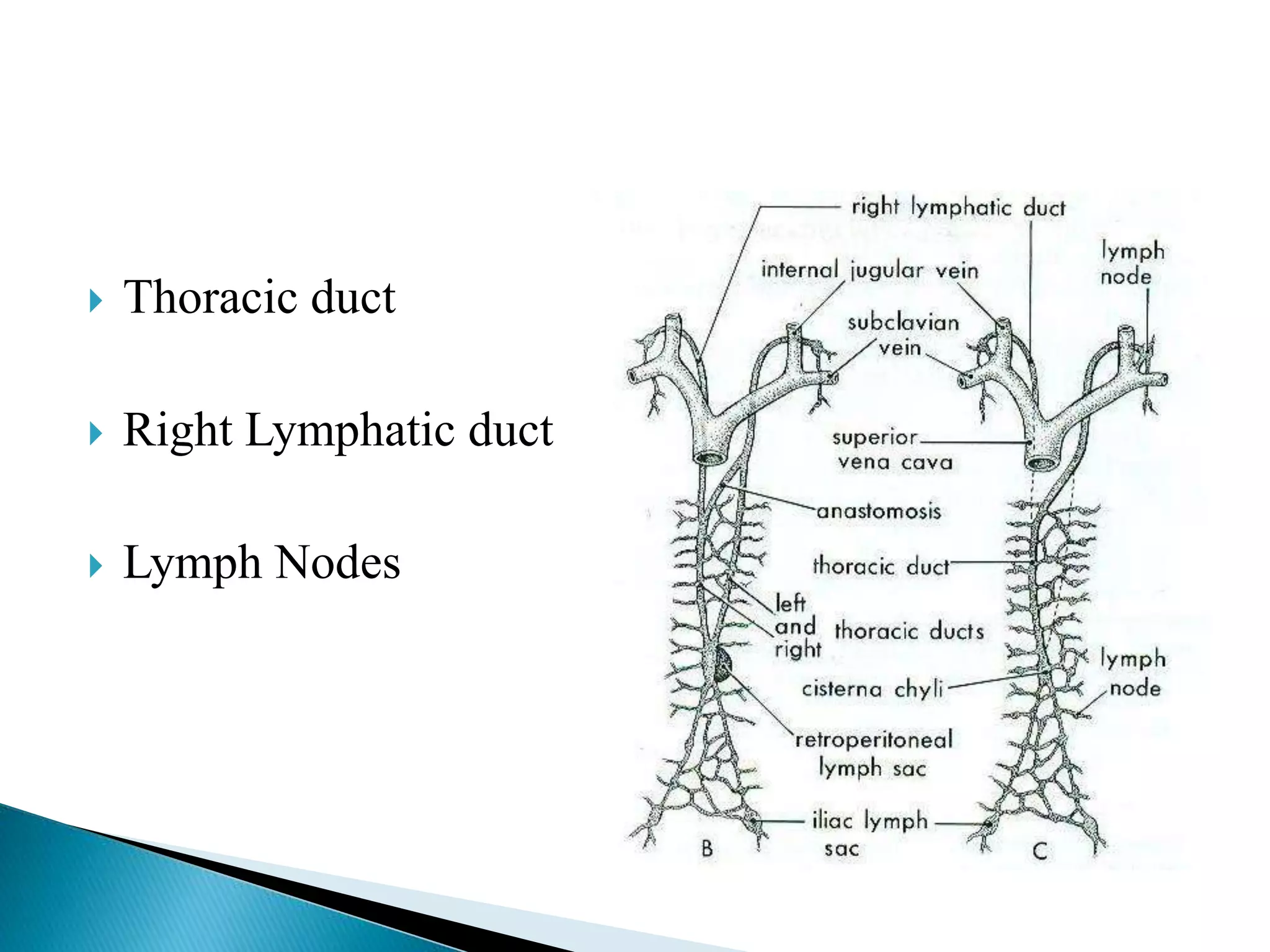 Head and neck lymphatic drainage. | PPTX