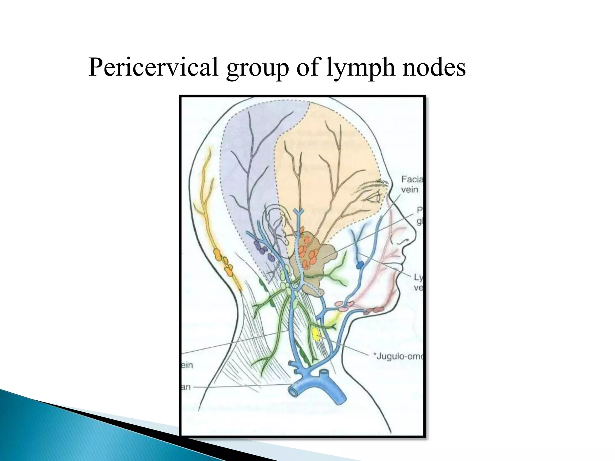 Head and neck lymphatic drainage. | PPTX