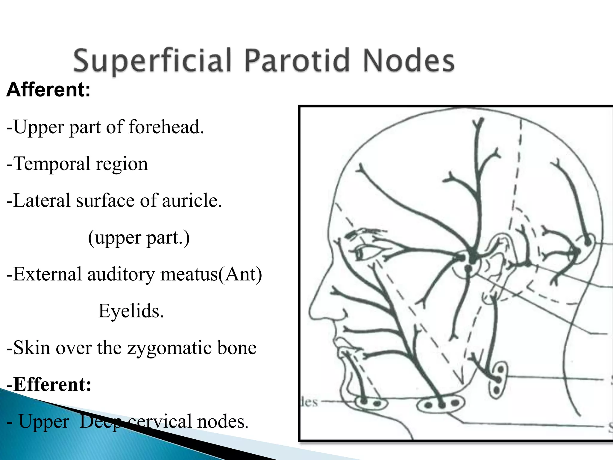 Head and neck lymphatic drainage. | PPTX