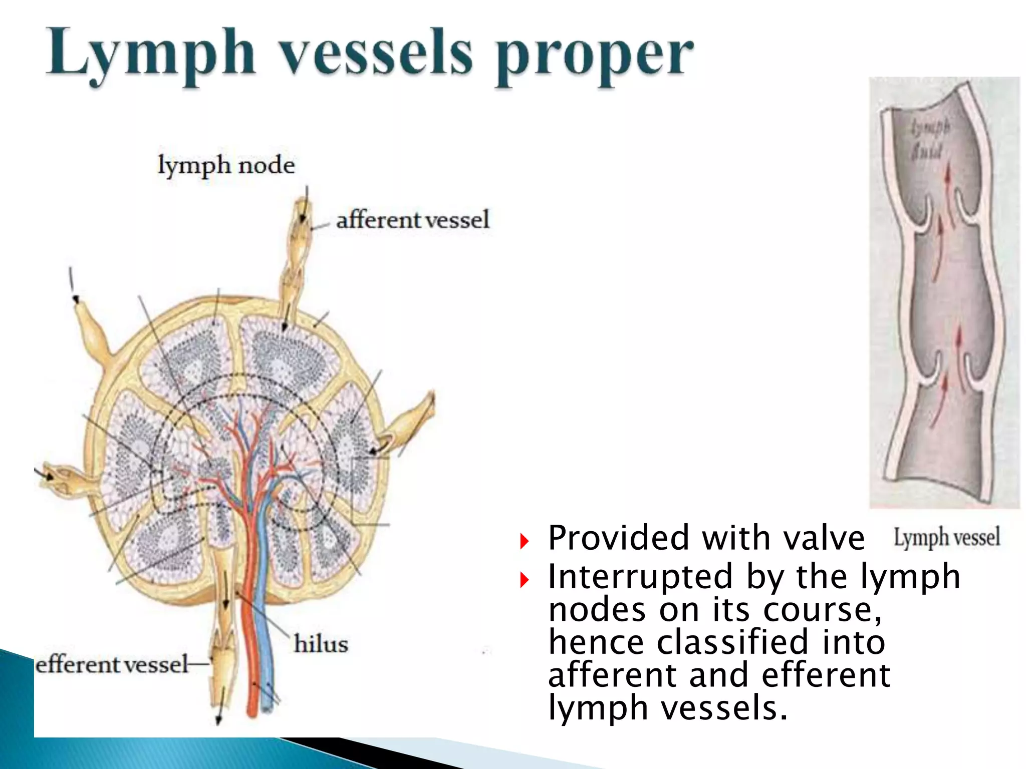 Head and neck lymphatic drainage. | PPTX
