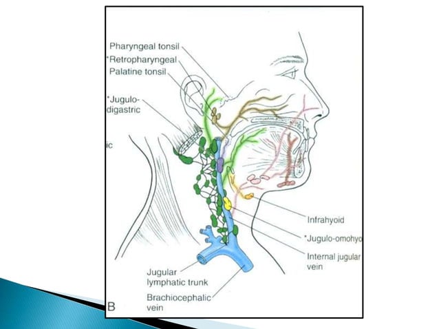 Head and neck lymphatic drainage. | PPTX