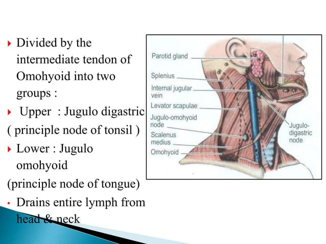 Head and neck lymphatic drainage. | PPTX