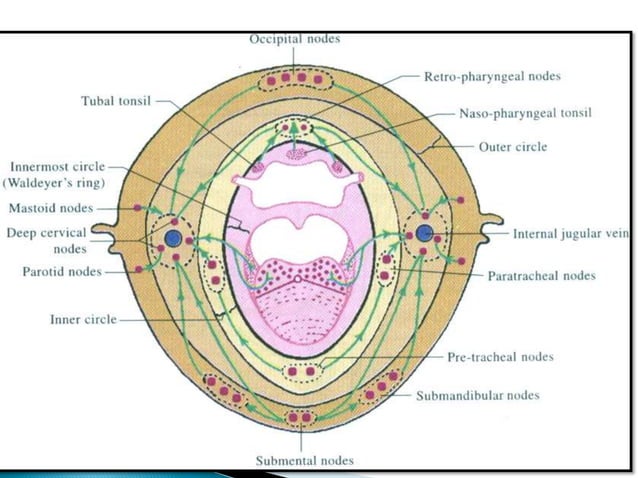 Head and neck lymphatic drainage. | PPTX