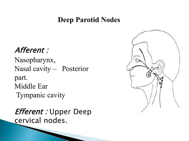 Head and neck lymphatic drainage. | PPTX