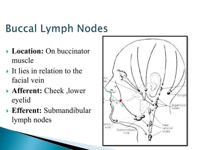 Head and neck lymphatic drainage. | PPTX