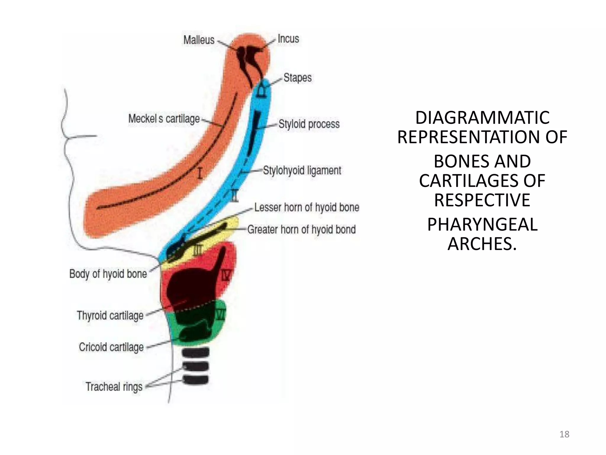 Head and neck osteology | PPTX