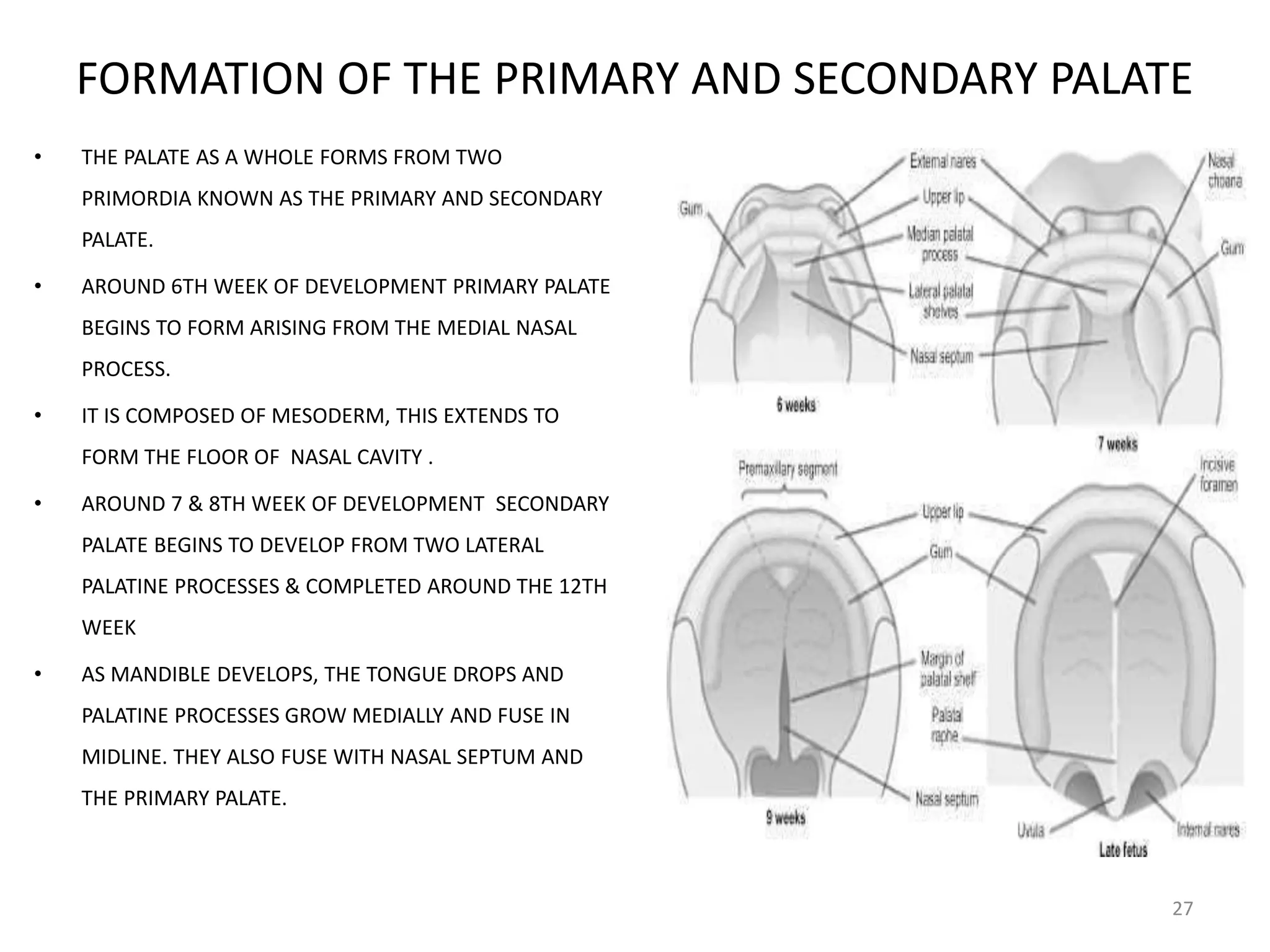 Head and neck osteology | PPTX