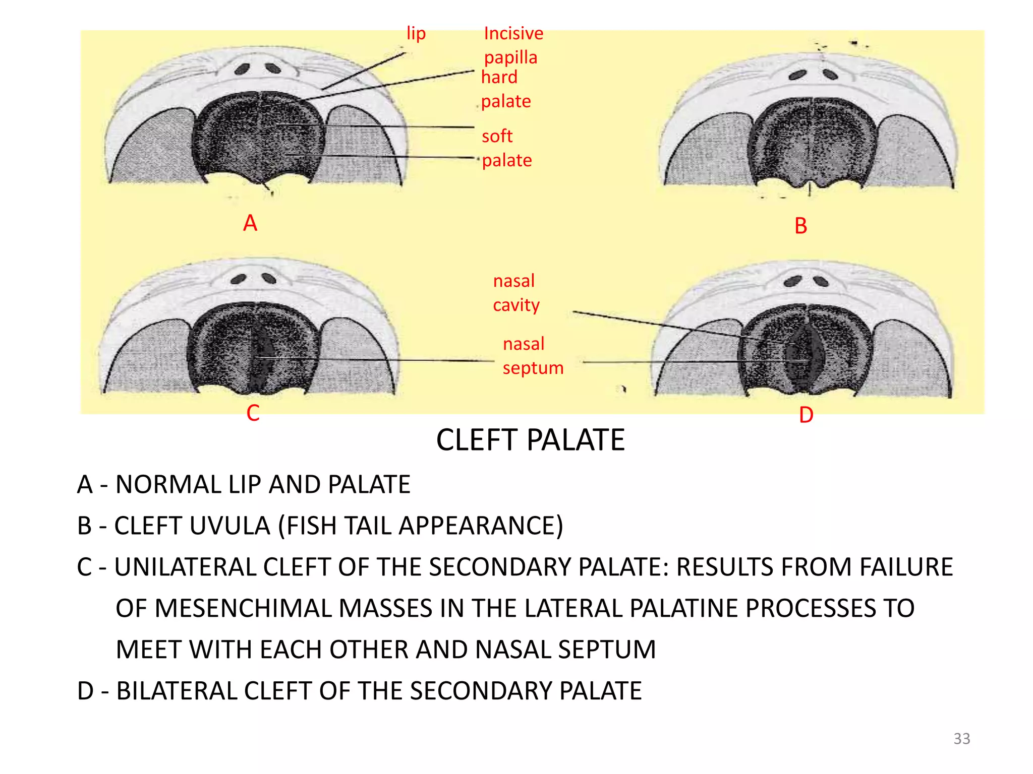 Head and neck osteology | PPTX