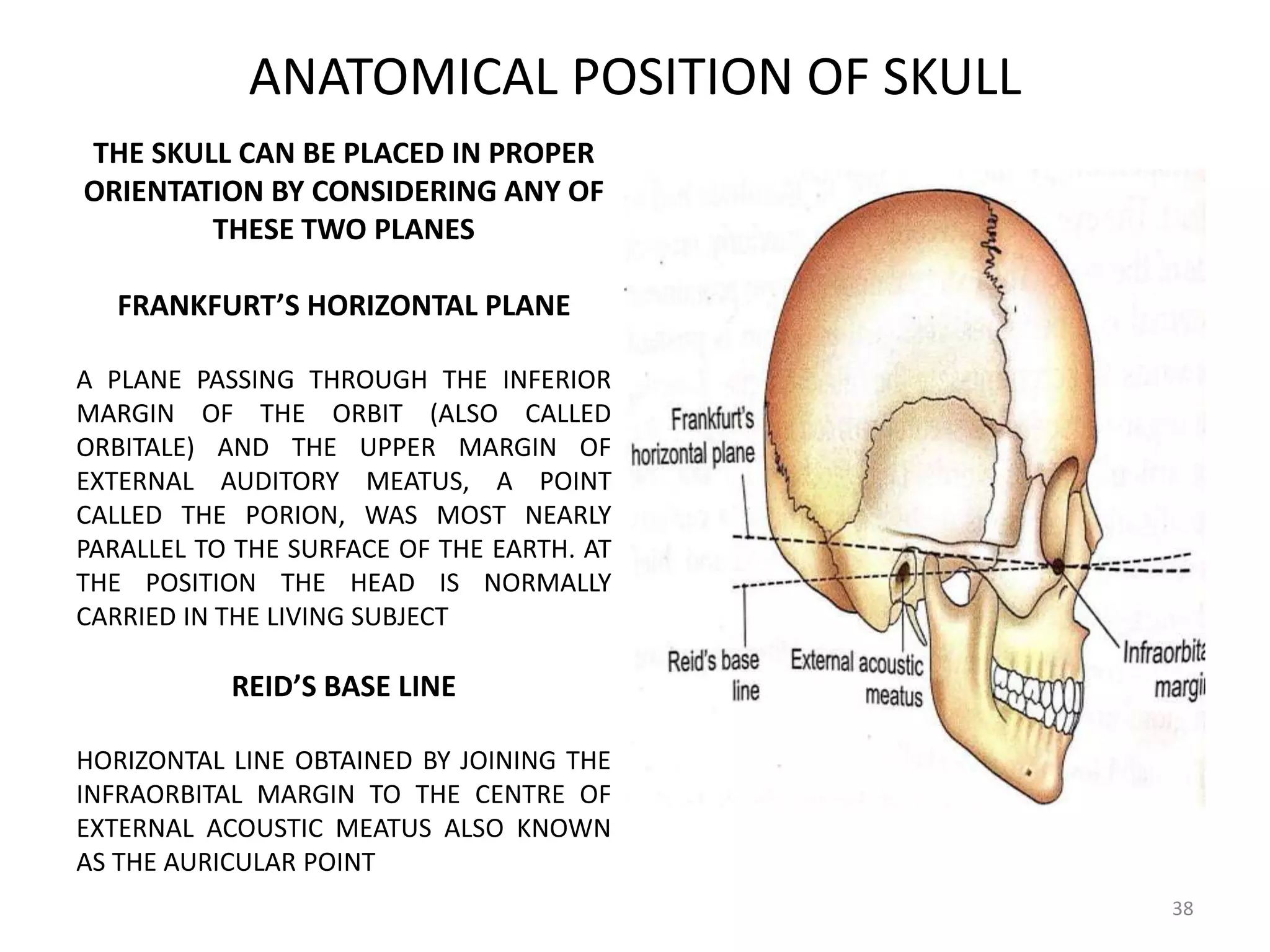 Head and neck osteology | PPTX
