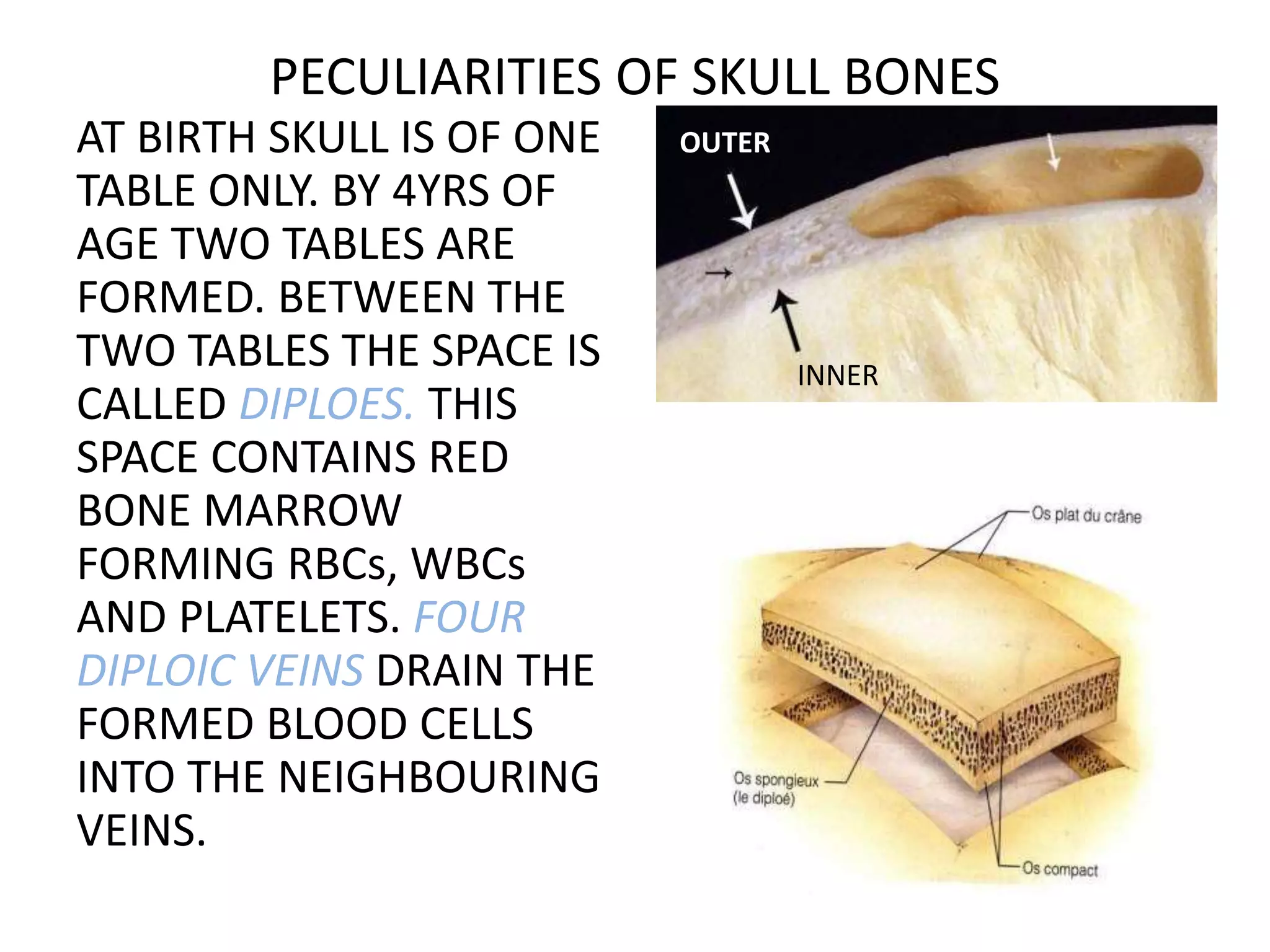 Head and neck osteology | PPTX