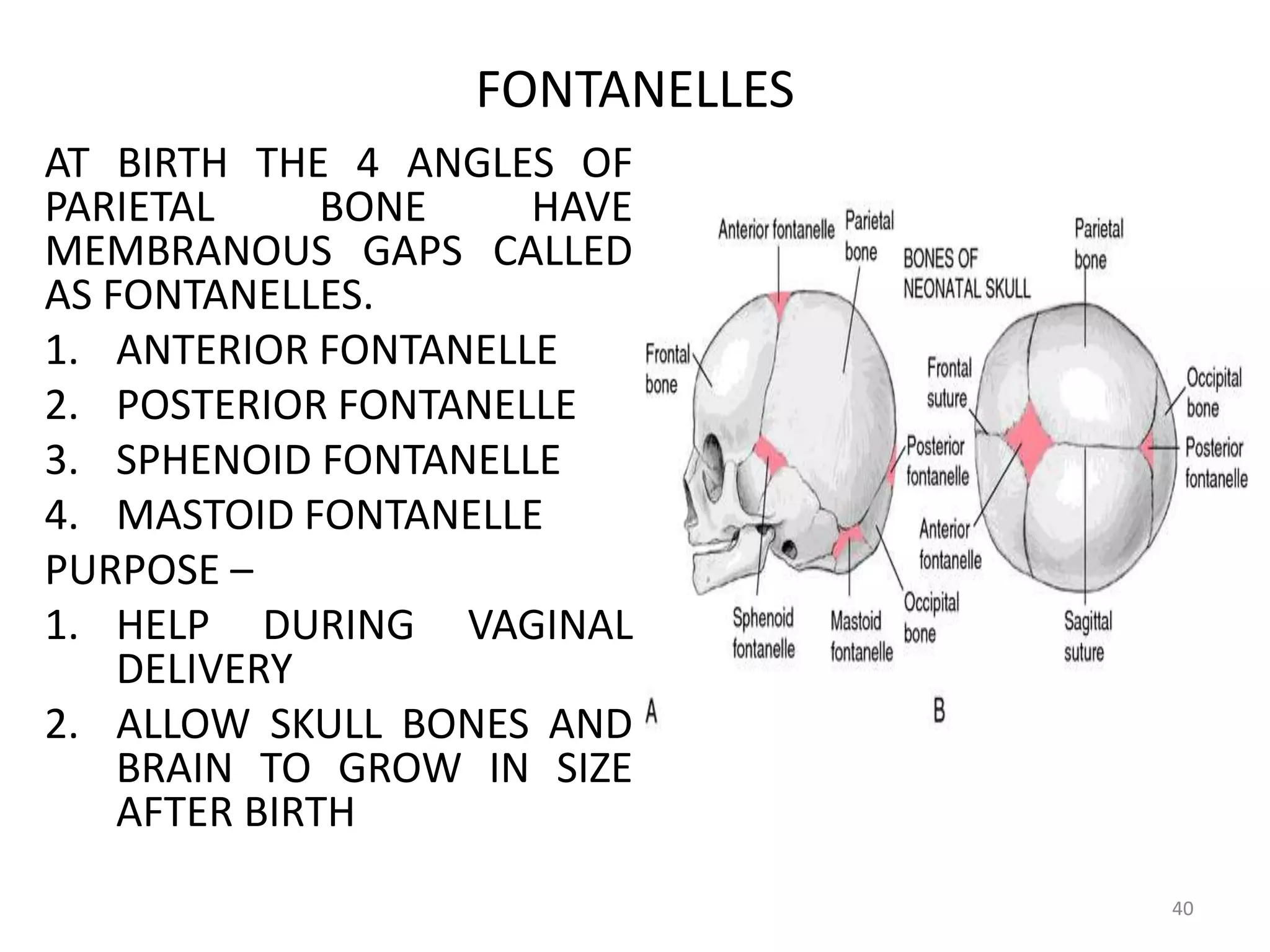 Head and neck osteology | PPTX