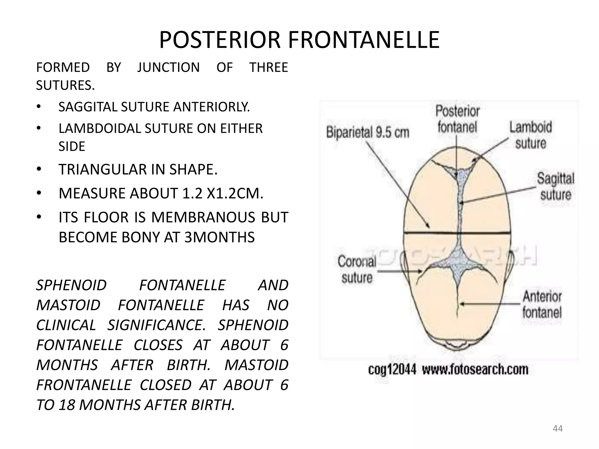 Head and neck osteology | PPTX