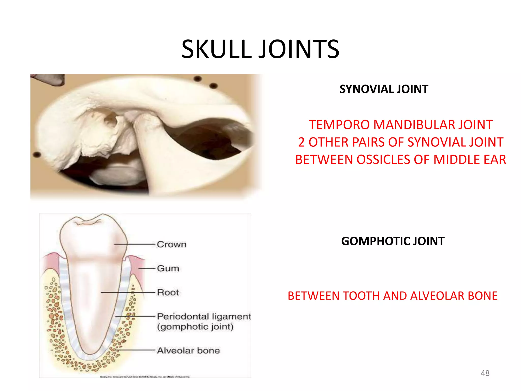 Head and neck osteology | PPTX