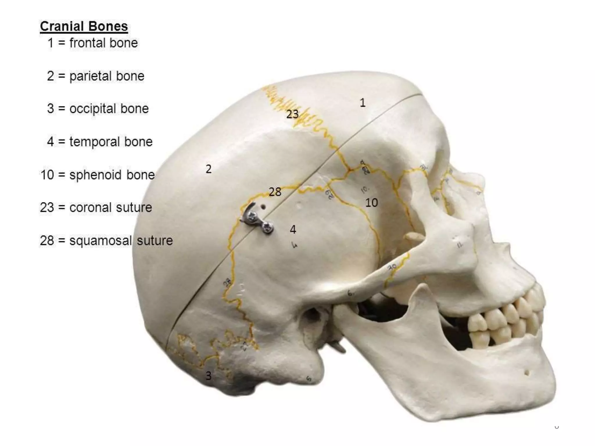 Head and neck osteology | PPTX
