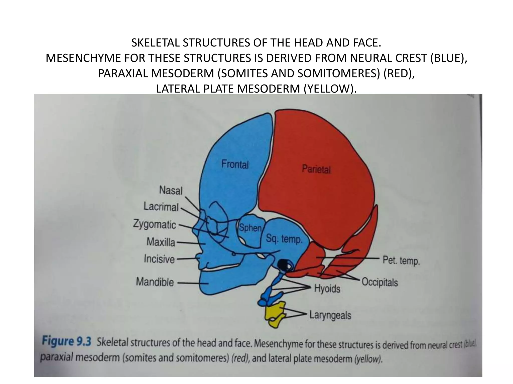 Head and neck osteology | PPTX