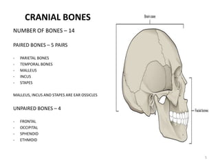 Head and neck osteology | PPTX