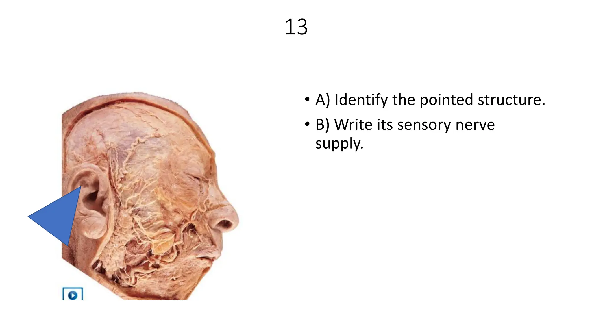 Head and neck spotters 2.pptx for physiology viva | PPTX