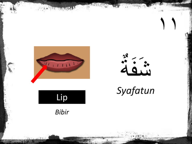 BAHASA ARAB - Kepala (Head) | PPT