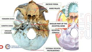 HEAD, FACE AND NECK PRACTICAL-1.pptx to you | PPTX