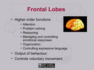 Head Injury | PPT | Brain and Nervous System Disorders | Diseases and ...