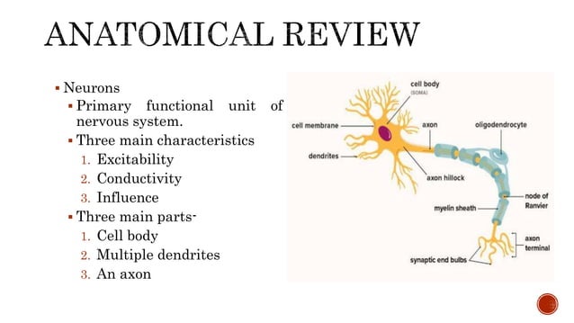 Head Injury (Traumatic Brain Injury) - types, complications and ...