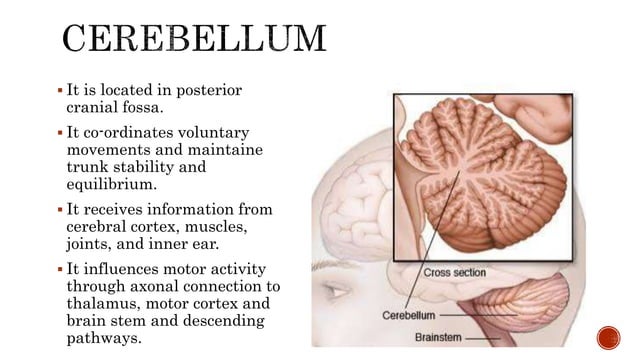 Head Injury (Traumatic Brain Injury) - types, complications and ...