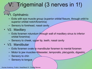 CRANIAL NERVES | PPT | Ear, Nose and Throat Conditions | Diseases and ...