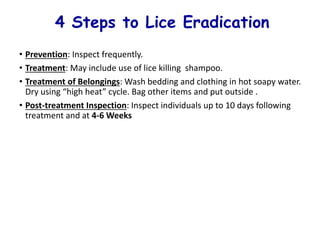 Head Lice.ppt