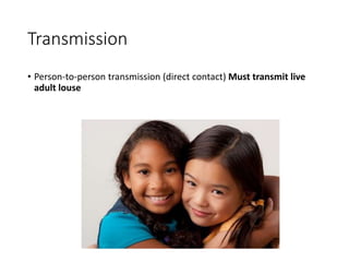 Head Lice.ppt