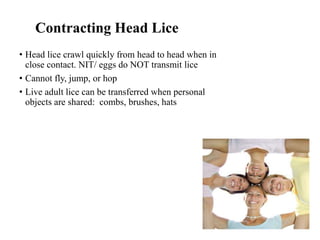 Head Lice.ppt