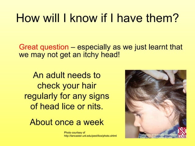 Head Lice | PPT