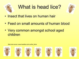 Head Lice | PPT
