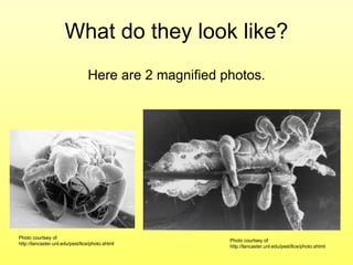 Head Lice | PPT