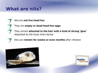 Head Lice Advice for Parents | PPT