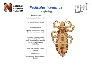 Head lice in Childcare Settings | PDF