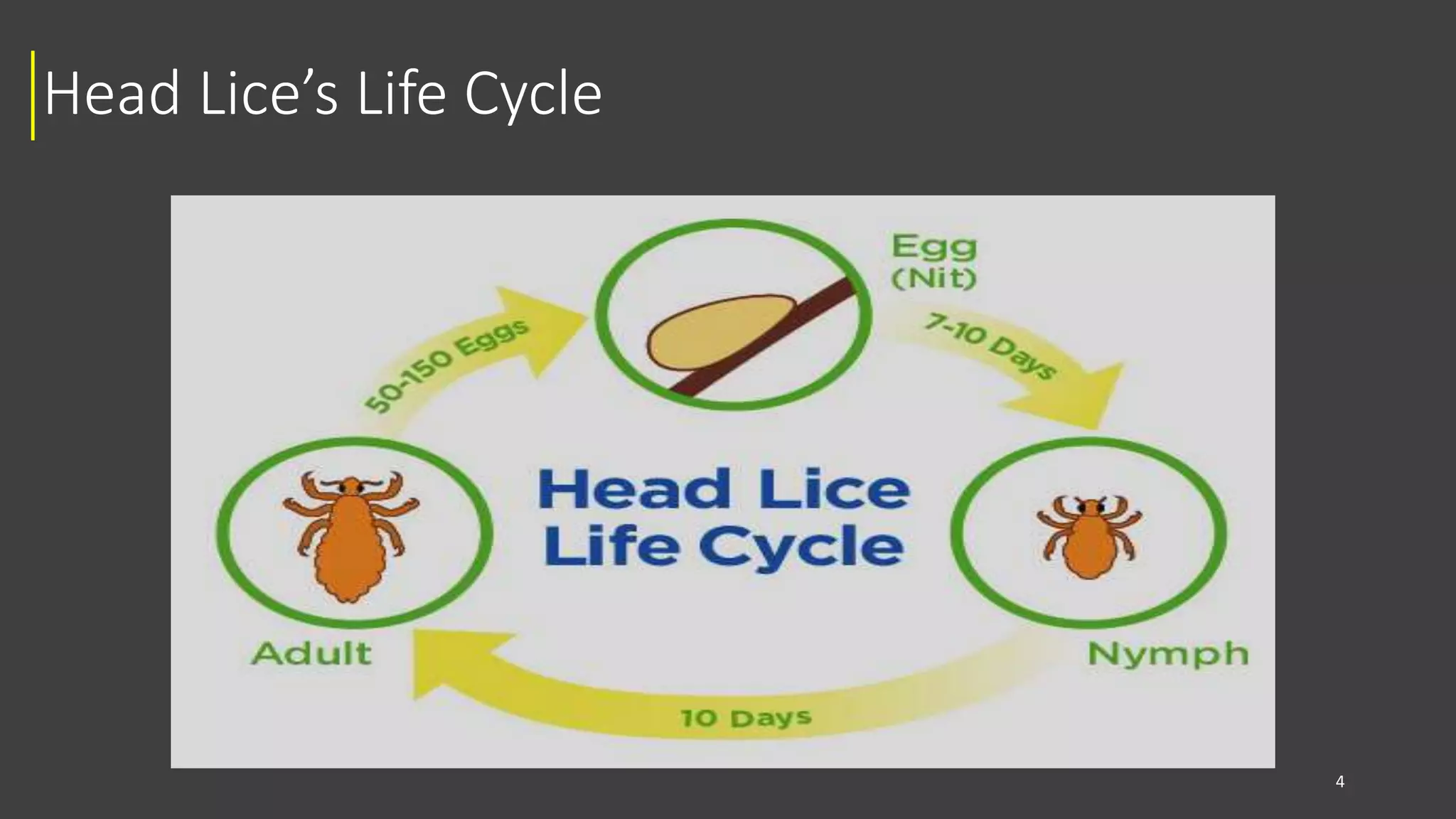 Head Lice (Louse) | PPTX