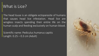 Head Lice (Louse) | PPTX
