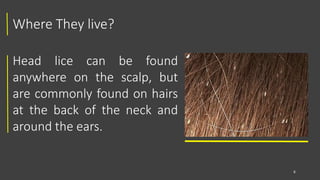 Head Lice (Louse) | PPTX